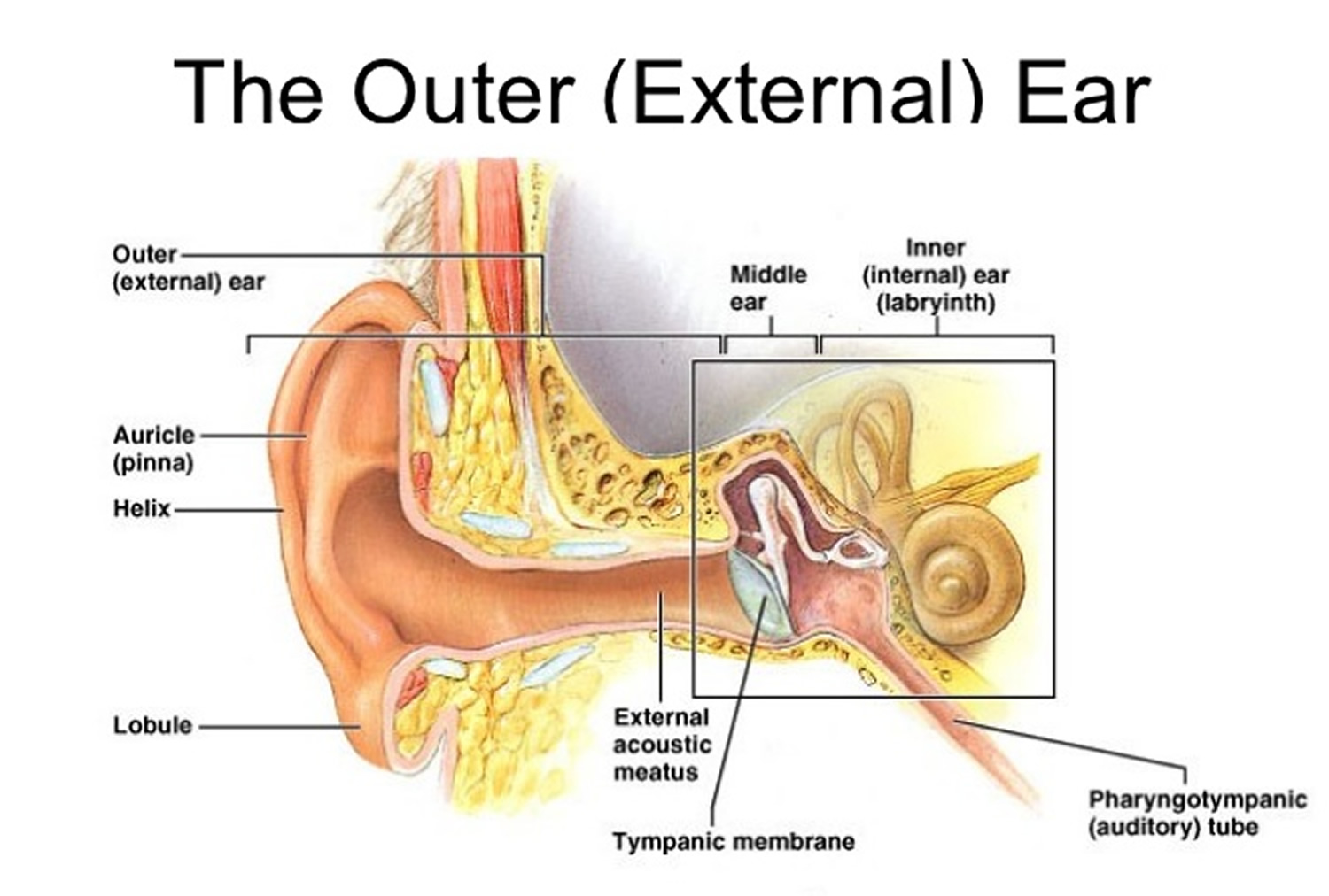 Outer Ear Anatomy Outer Ear Infection Pain Causes Treatment