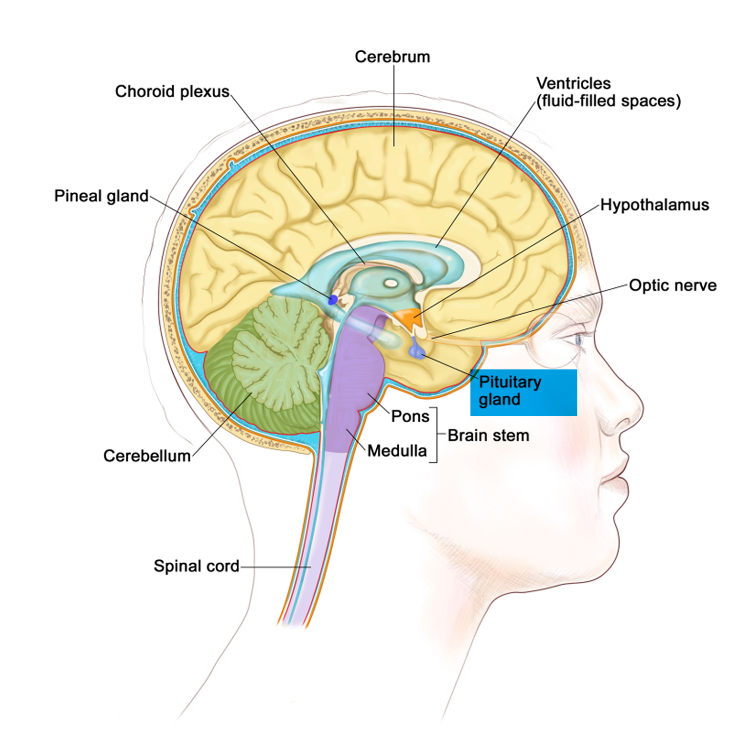 Empty Sella Syndrome Causes Risk Factors Symptoms Diagnosis Treatment