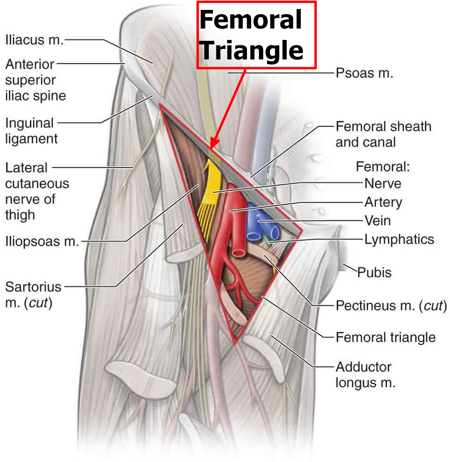 Femoral Artery Common Superficial Deep Location Function