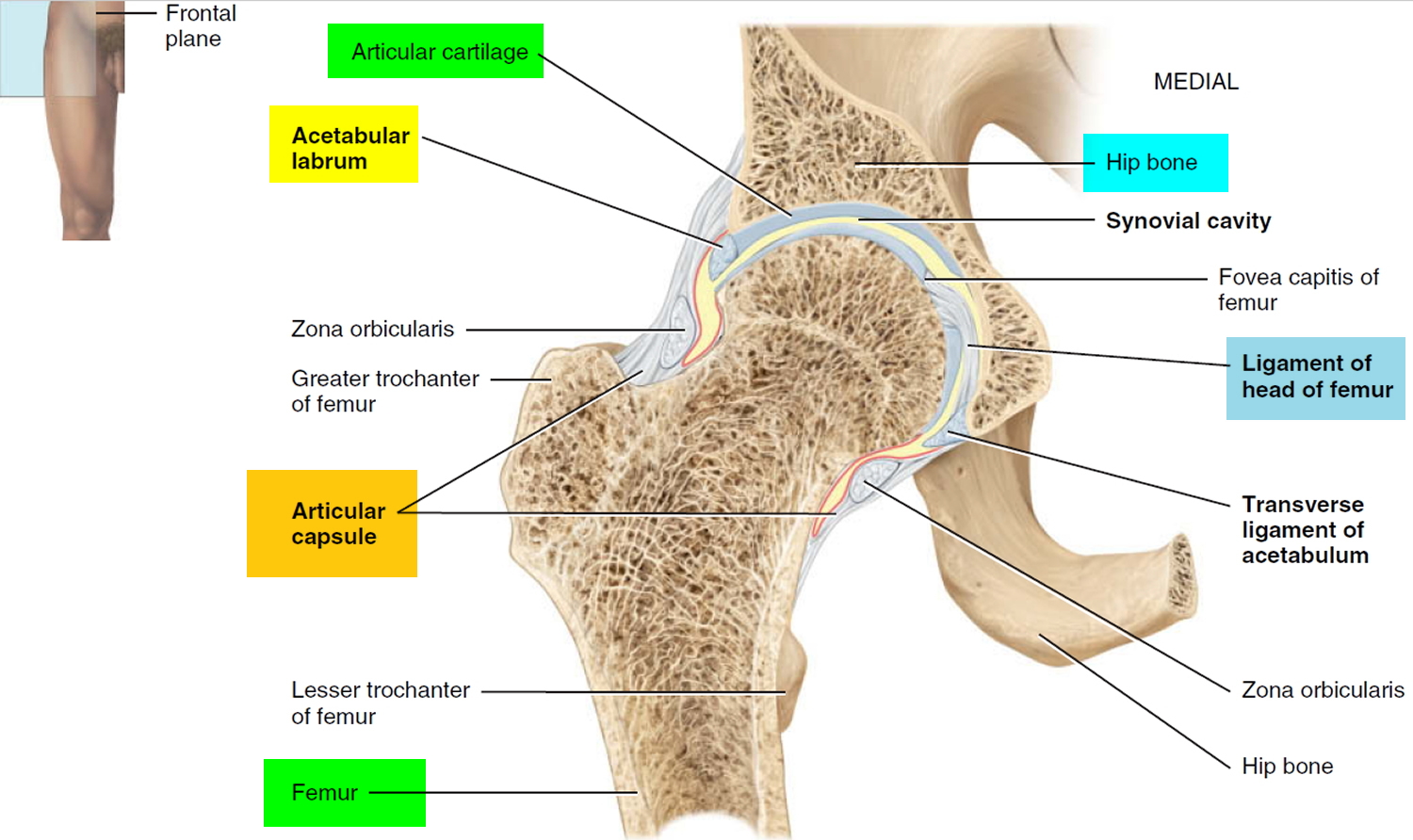 Legg Calve Perthes Disease Causes Symptoms Treatment