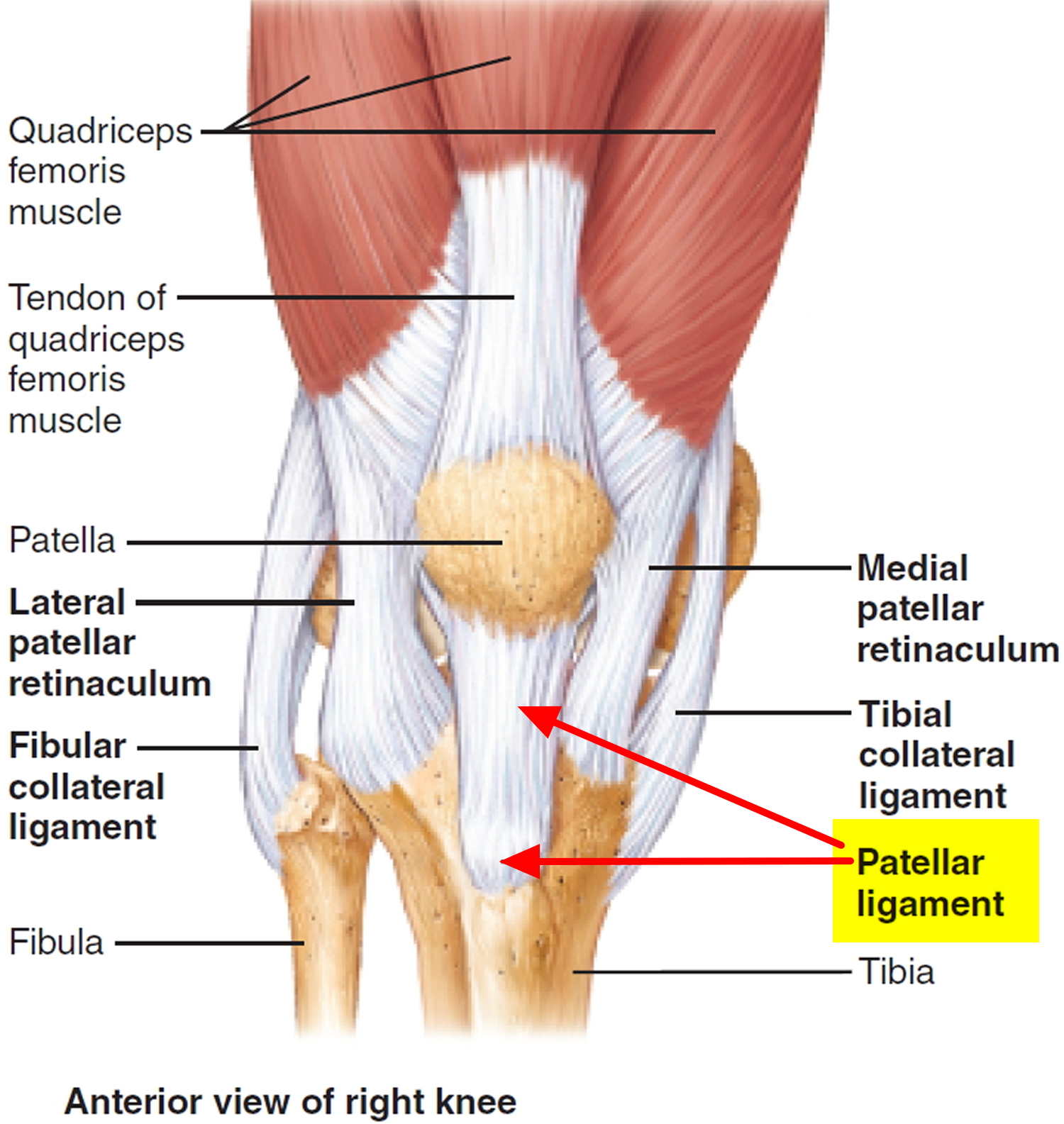 Jumpers Knee Causes Symptoms Diagnosis Treatment And Prognosis