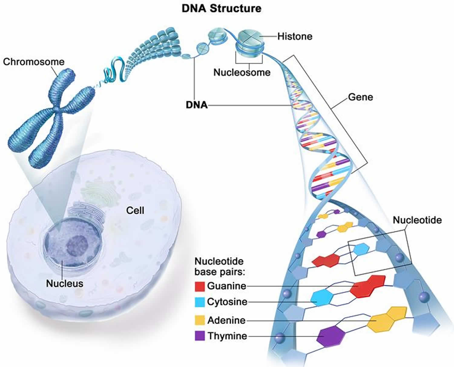 Dna Genetic Testing Types What Are Pros And Cons Of Genetic Testing