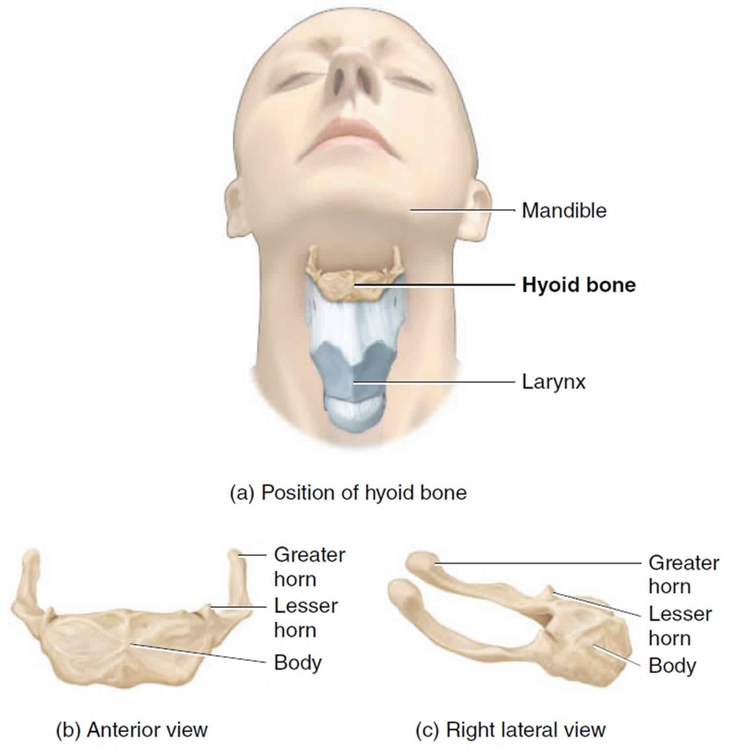 What Is The Only Jointless Bone In The Human Body 52 OFF