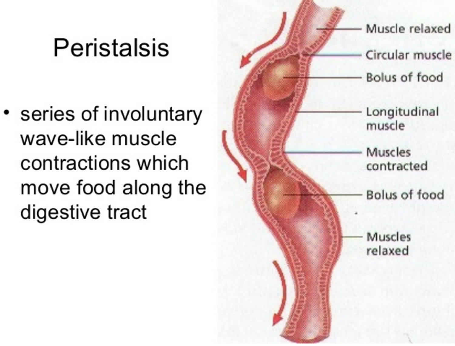 Peristalsis Function Where Peristalsis Occurs Peristalsis In The