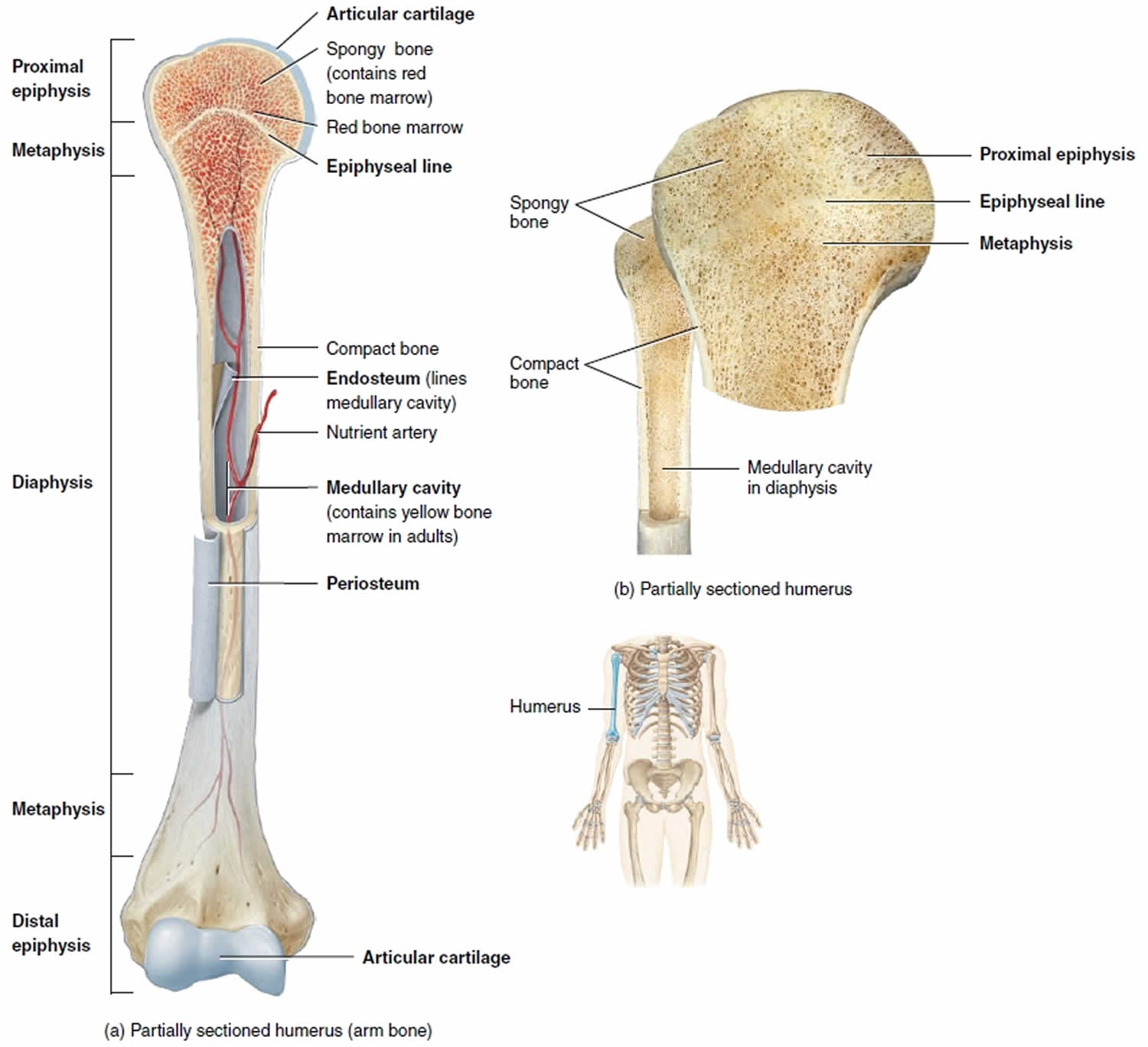 Long Bone Anatomy Structure Parts Function And Fracture Types