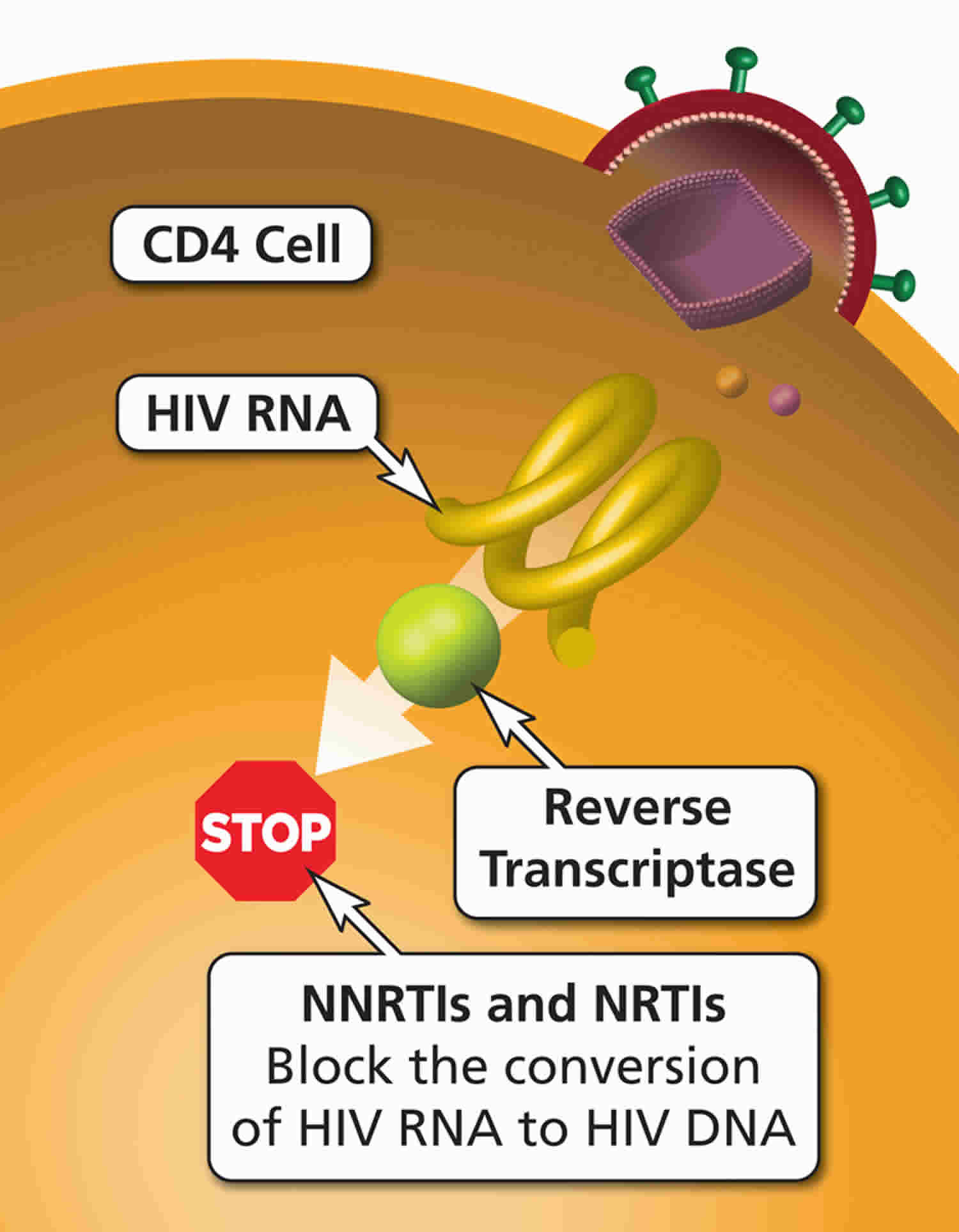 Reverse Transcriptase Reverse Transcriptase Function Reverse