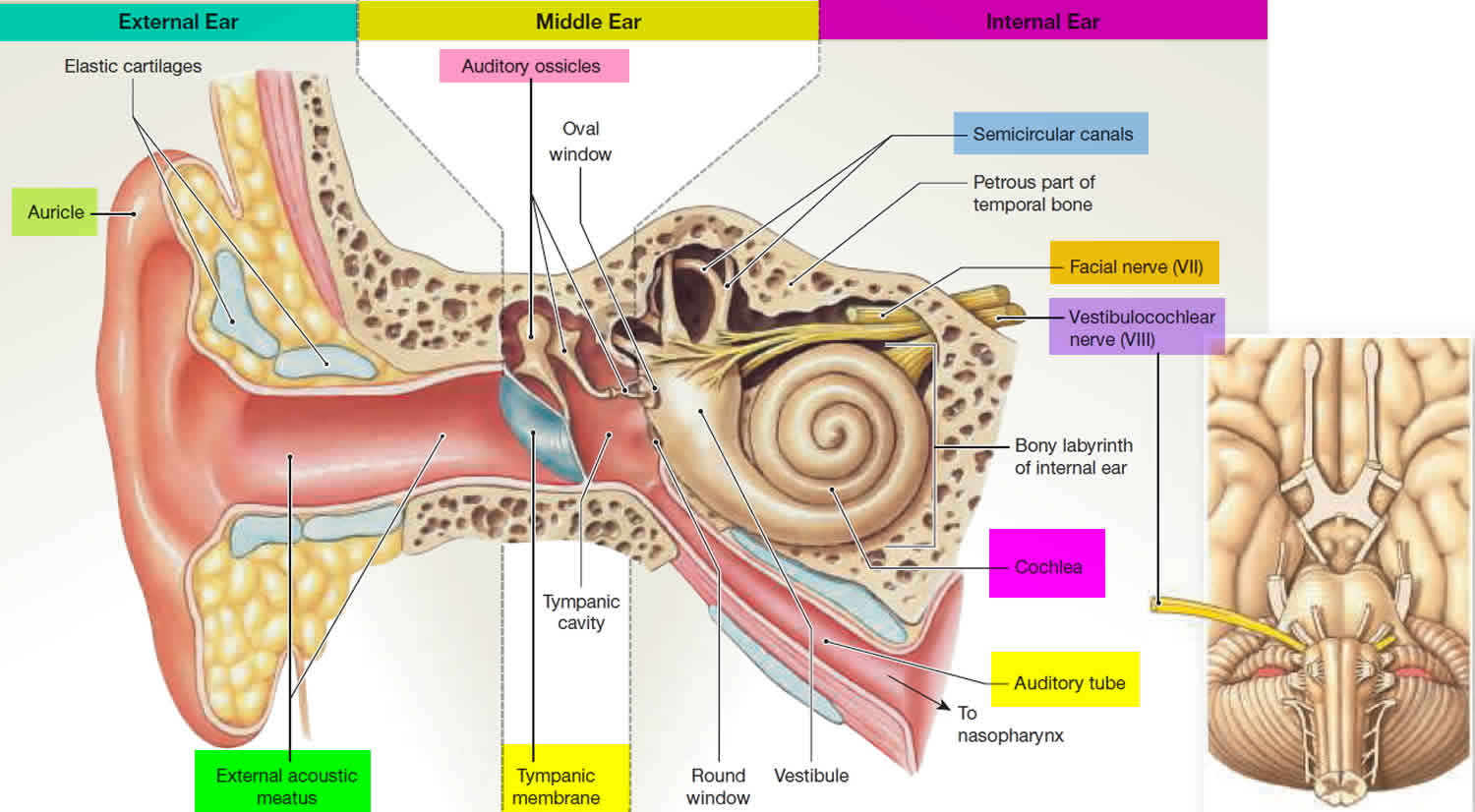 Vestibular System Anatomy Function Vestibular System Disorders