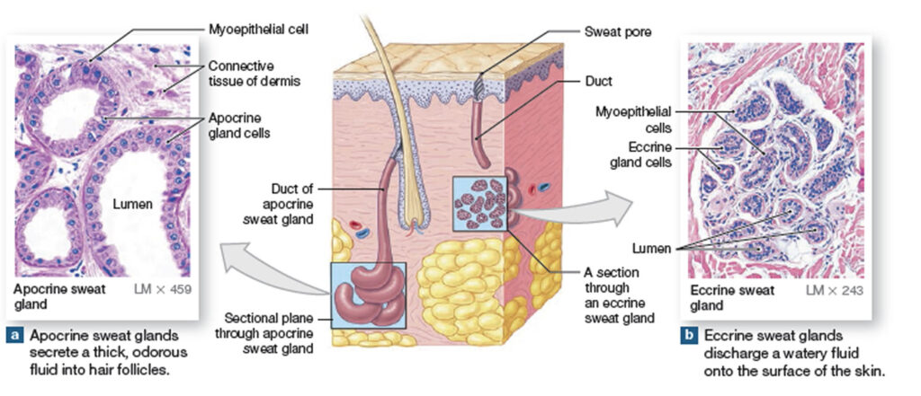 Chromhidrosis Definition Causes Symptoms Diagnosis And Treatment