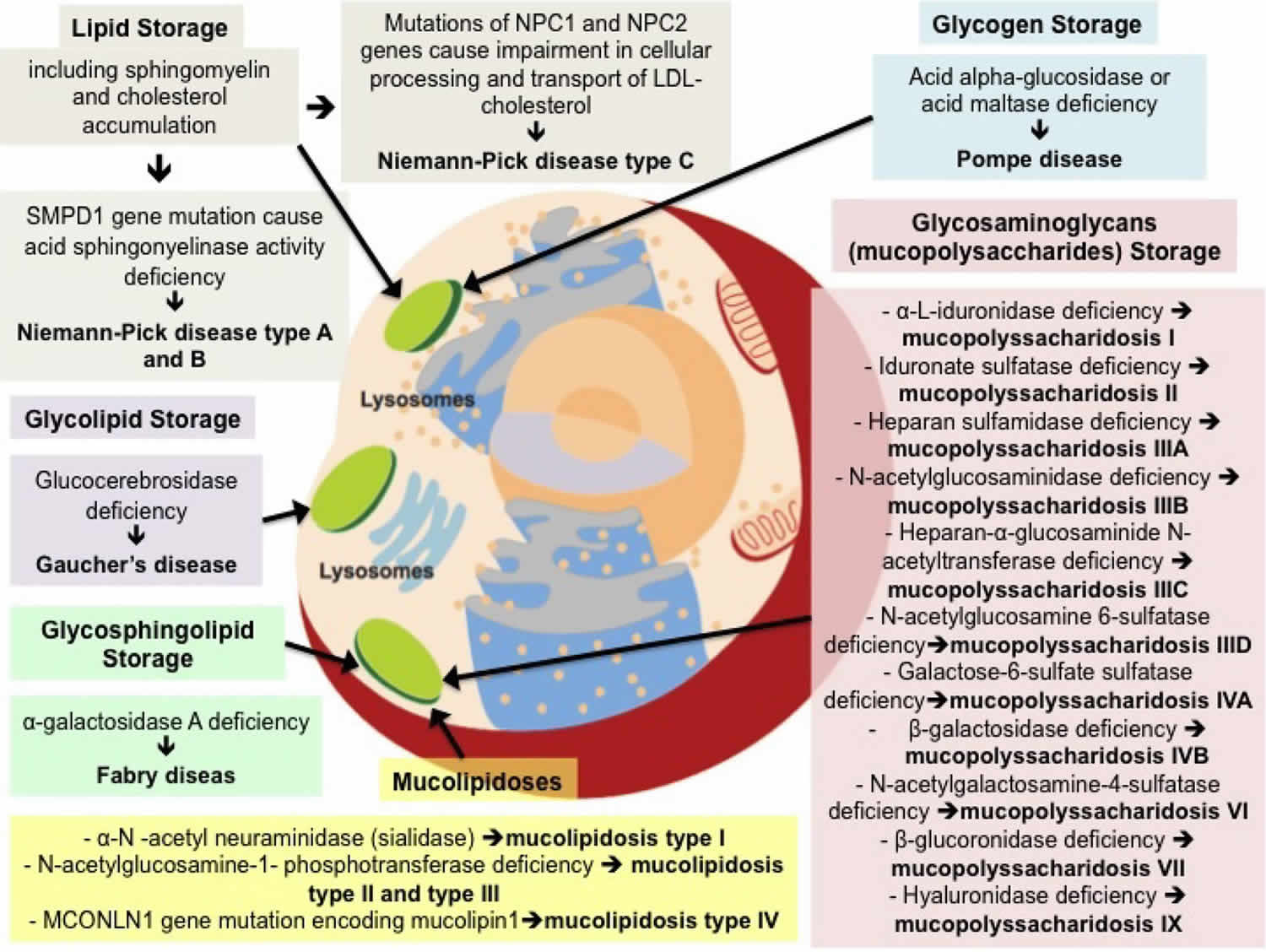 Lysosomal Storage Disease Types List Causes Symptoms Treatment