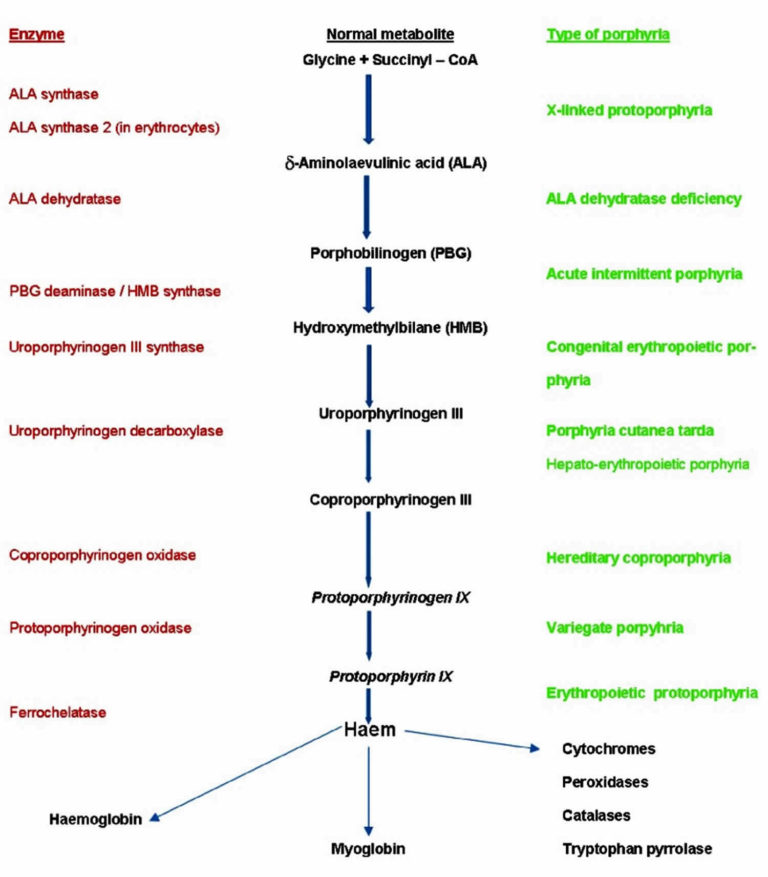 Porphyria Cutaneous Tarda Causes Symptoms Diagnosis And Treatment