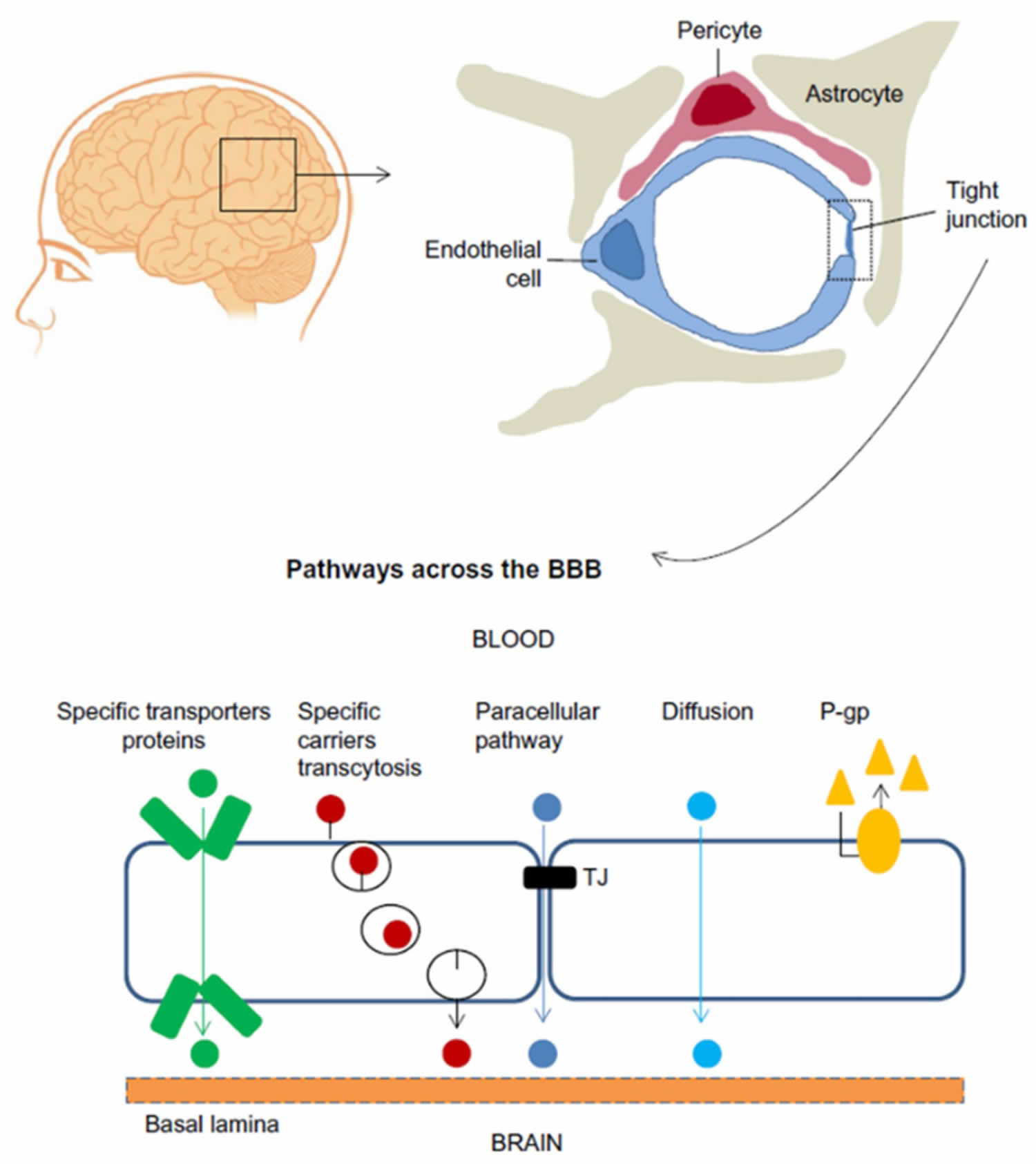Blood Brain Barrier Blood Brain Barrier Function Cells
