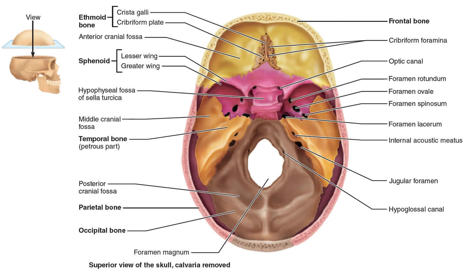 Temporal Bone Anatomy Parts Of Temporal Bone Temporal Bone Fracture