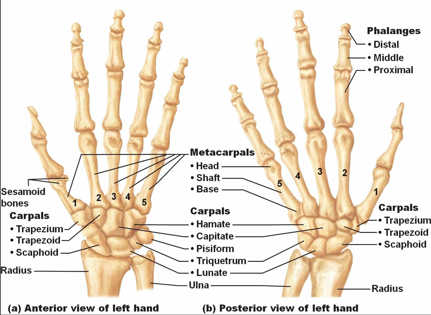 Hand Dislocation Causes Symptoms Diagnosis Treatment Prognosis