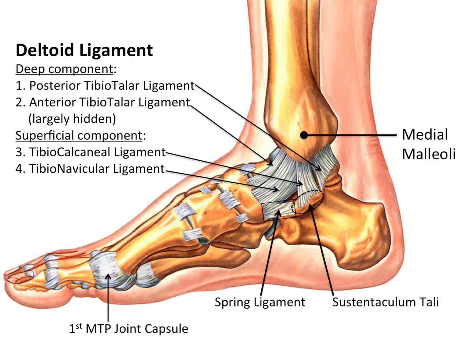 Ankle Impingement Syndrome Causes Symptoms Diagnosis Treatment