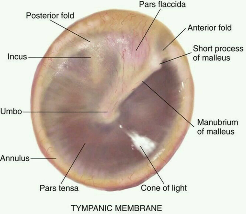 Acoustic Reflex Acoustic Reflex Threshold